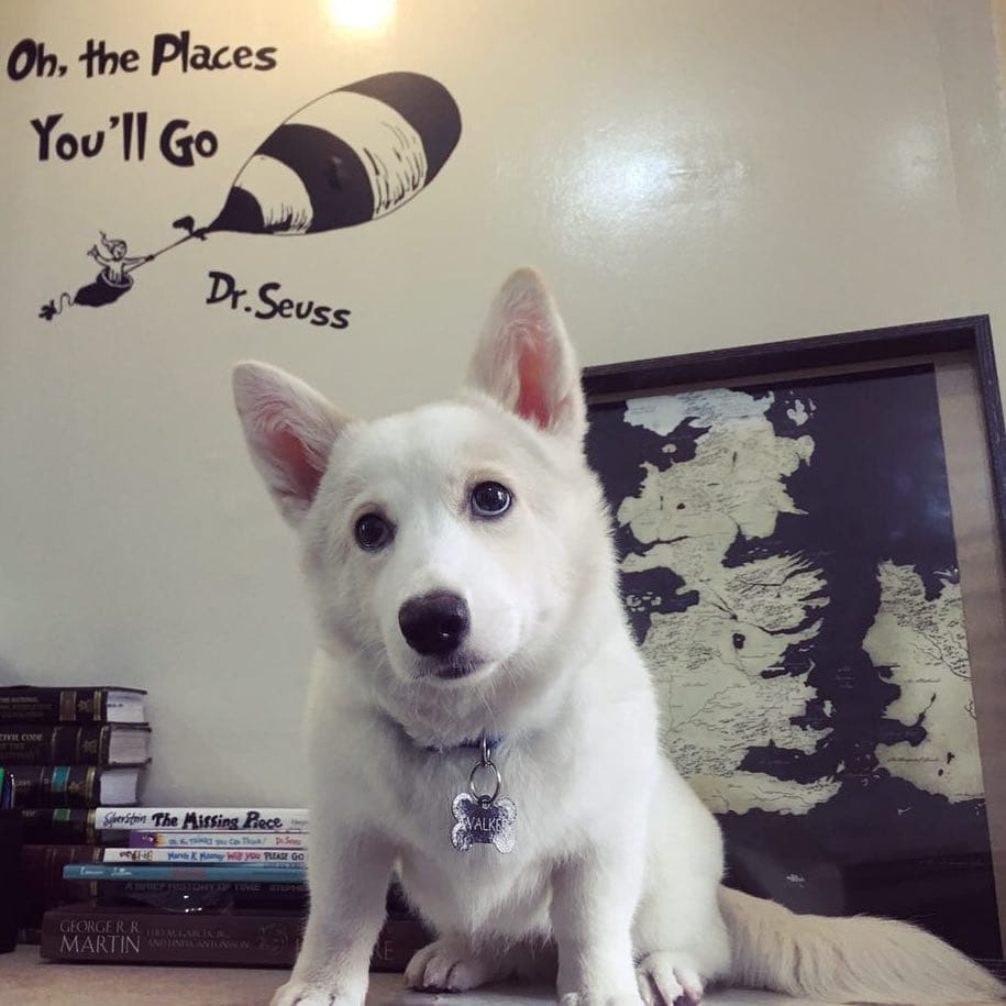 Corgi Husky Mix / Horgi / Siborgi: Essential Information You Need to Know