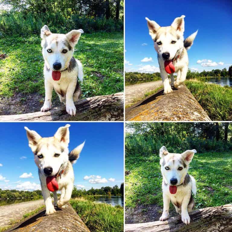 Corgi Husky Mix / Horgi / Siborgi: Essential Information You Need to Know