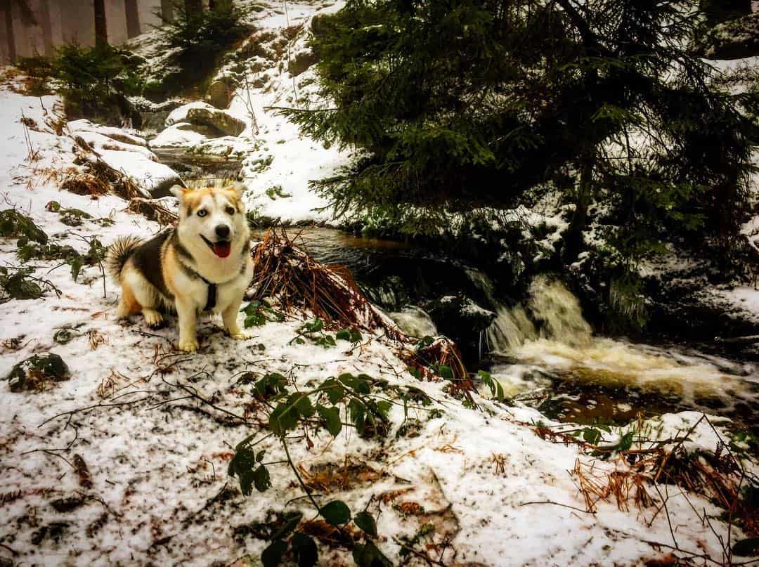 Corgi Husky Mix / Horgi / Siborgi: Essential Information You Need to Know