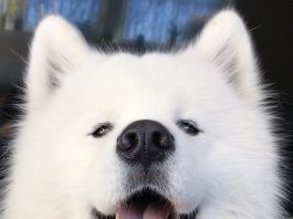 Dog Breed Archives - DOGBEAST